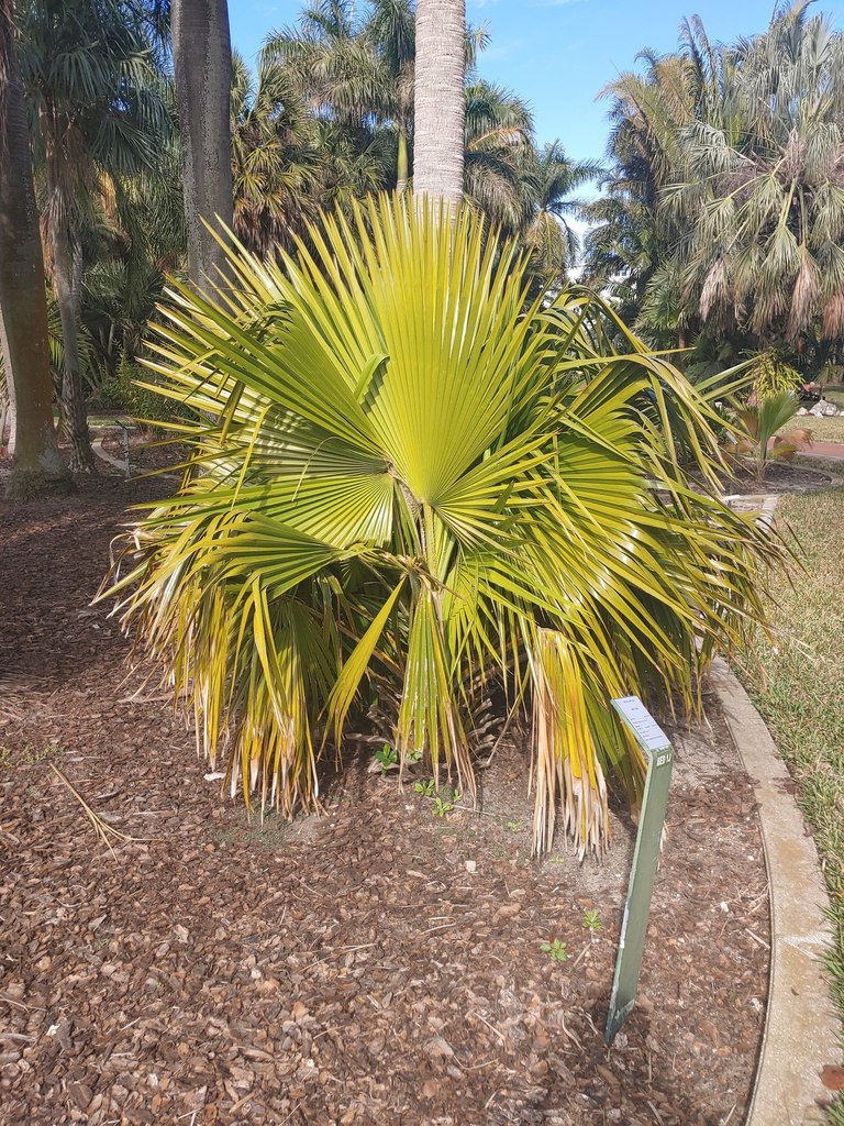 Hispaniolan Silver Palm (Copernicia berteroana) - Botanical Realm