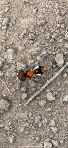 Atillum venustum · iNaturalist