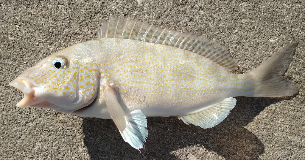 Pigfish (Orthopristis chrysoptera) - Marine Life Identification