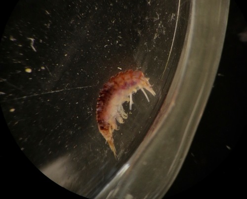 Family Gammarellidae · iNaturalist