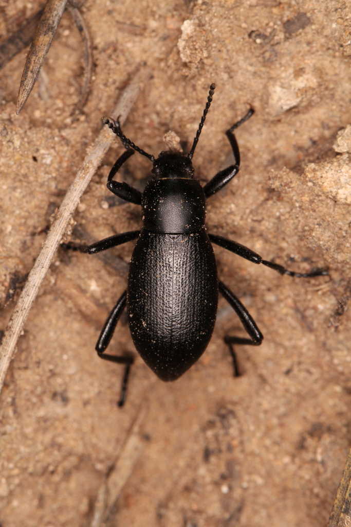 Extricated Darkling Beetle (Darkling Beetles of the United States ...
