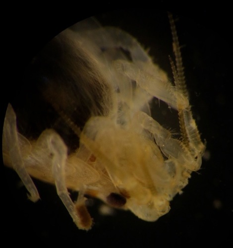 Genus Calliopius · iNaturalist