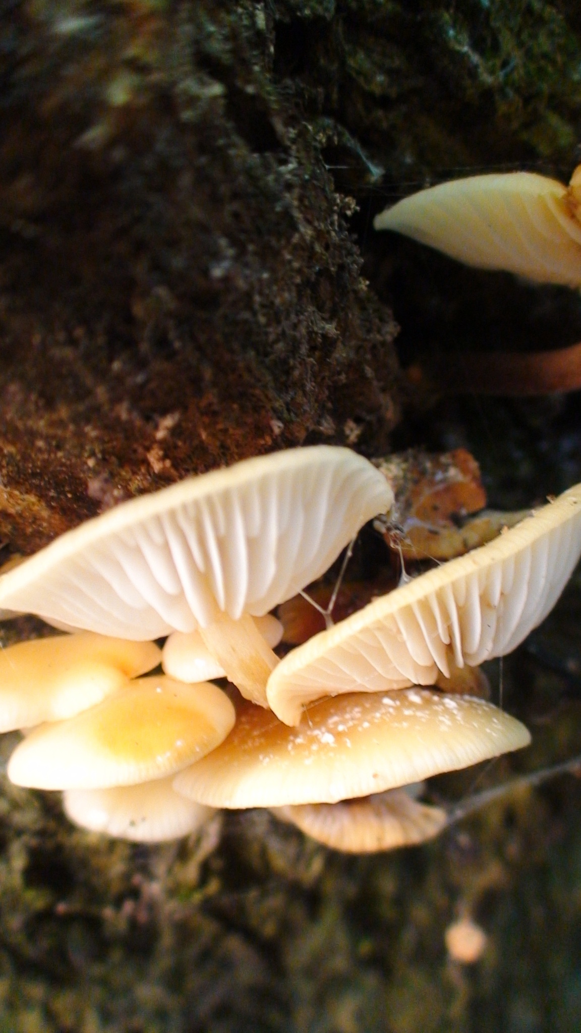 Flammulina mexicana Redhead, Estrada & R.H.Petersen
