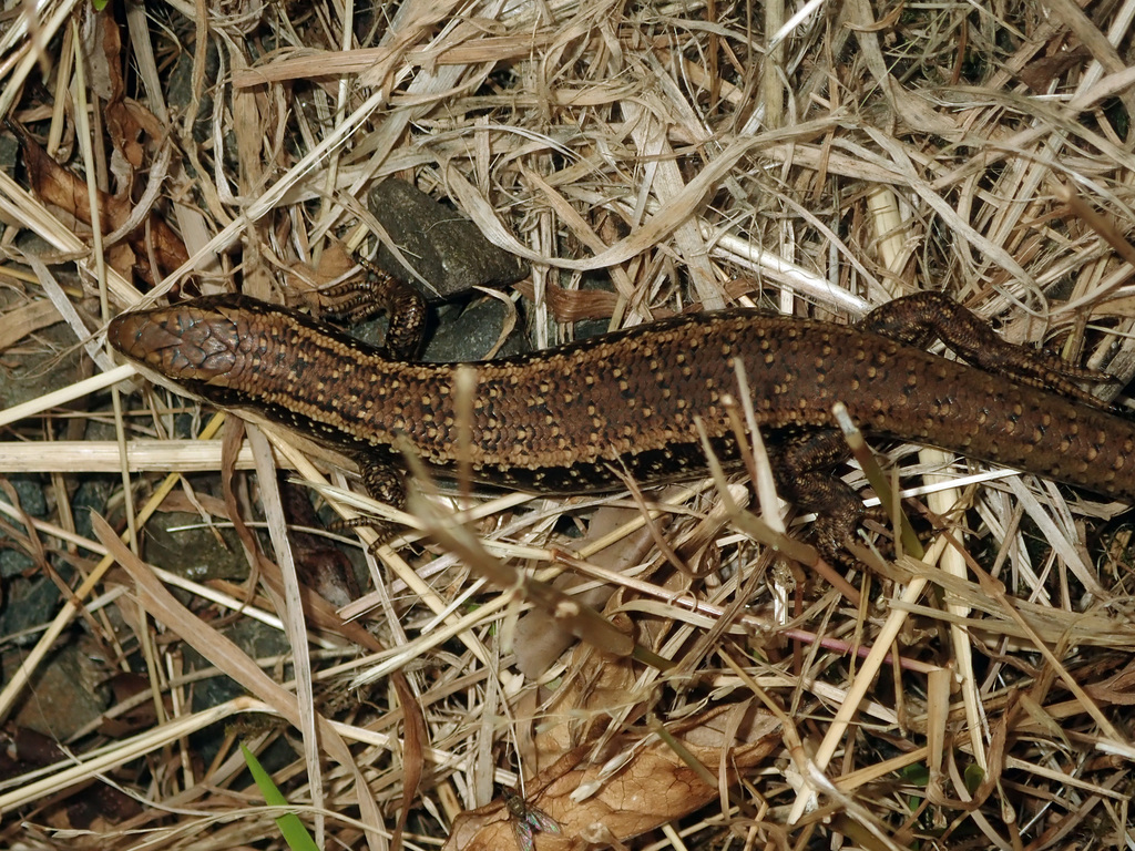 Northern Spotted Skink in February 2021 by Jean Roger · iNaturalist