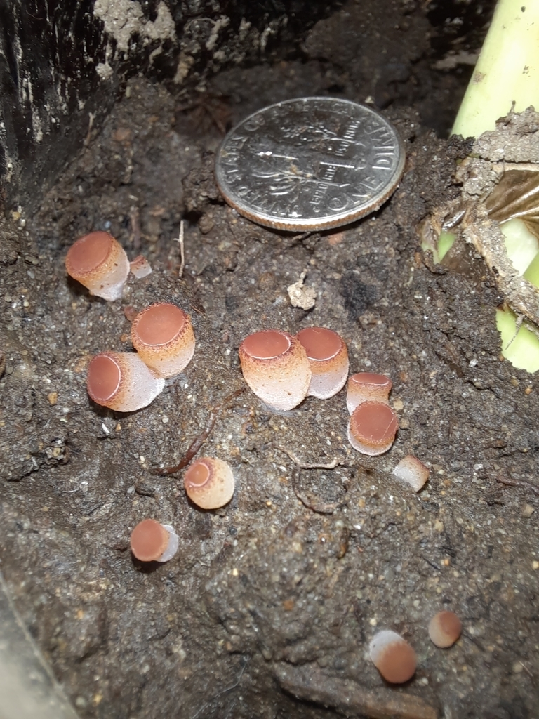 Pezizas, Desert Truffles, and Allies from Bremerton on February 4, 2021 ...