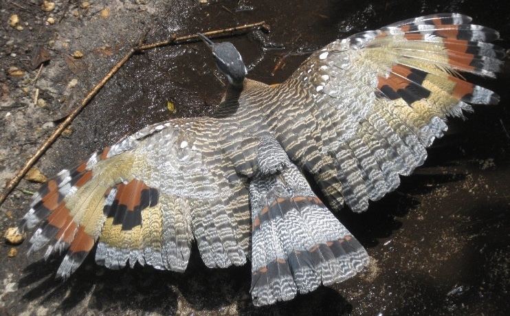 Sunbittern from lowry zoo, florida on March 6, 2012 at 12:29 PM by ...