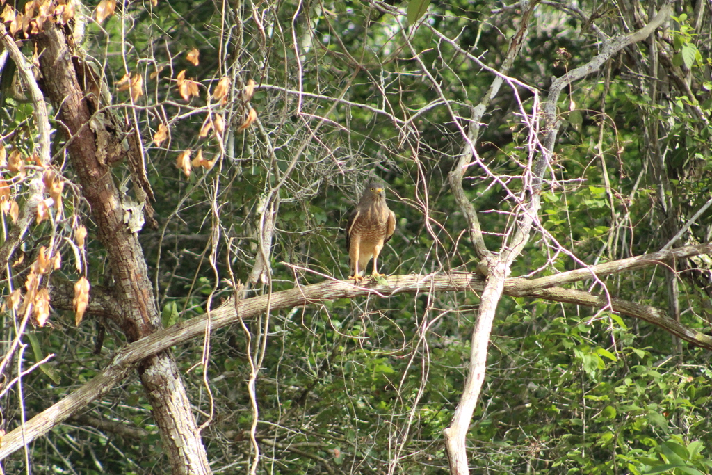 Roadside Hawk from Othón P. Blanco, Q.R., México on November 12, 2016 ...
