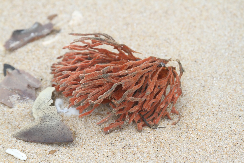 Red Beard Sponge from Sussex County, DE, USA on February 15, 2021 at 02 ...