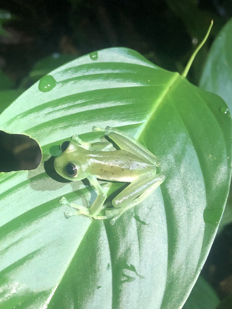 Cochran Frog in January 2021 by Alex Bentley · iNaturalist