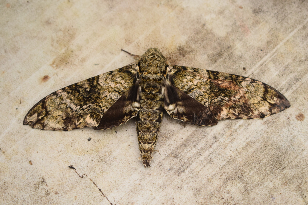 Manduca florestan from Yanamayu on February 10, 2021 at 01:42 AM by ...