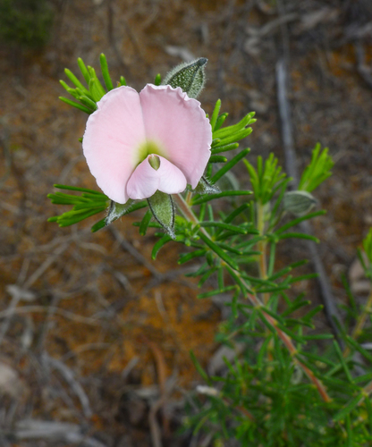 Gompholobium preissii · iNaturalist Guatemala
