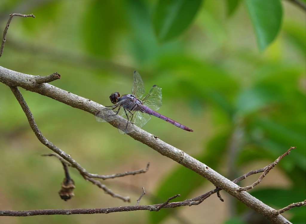 Tropical King Skimmers from Rupununi River, Guyana on January 27, 2018 ...