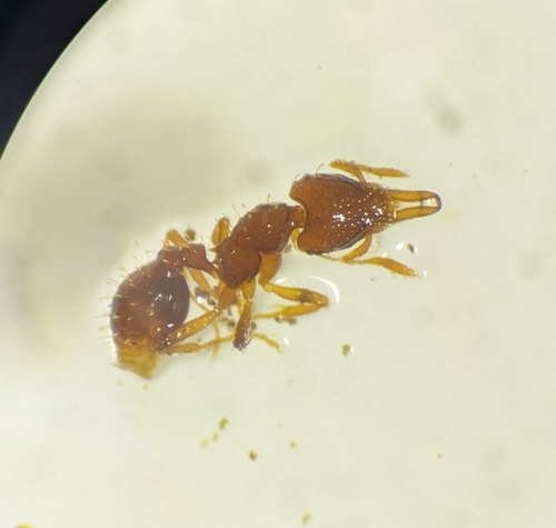 (Strumigenys subedentata)