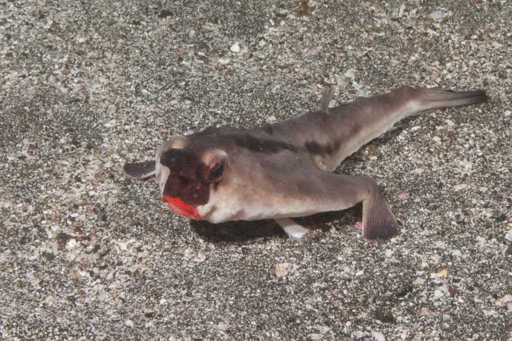 Red-lipped Batfish from Isabela, Parque Nacional Galápagos, Galápagos ...