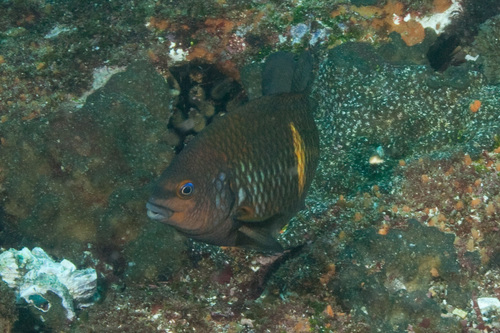 Genus Nexilosus · iNaturalist