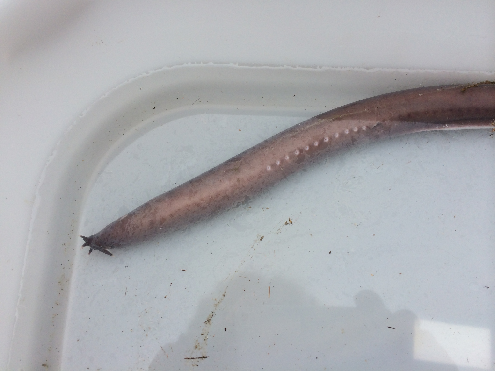 Eptatretus Cloquet, 1819