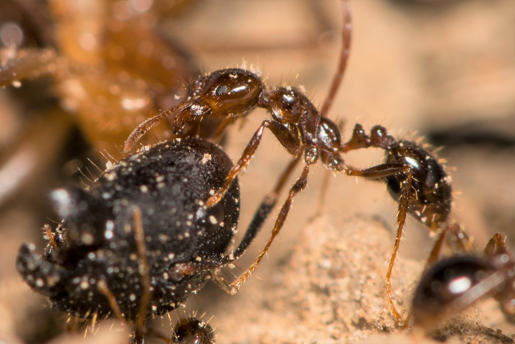 Red Imported Fire Ant from 香港 on May 29, 2016 at 03:53 AM by alex ...
