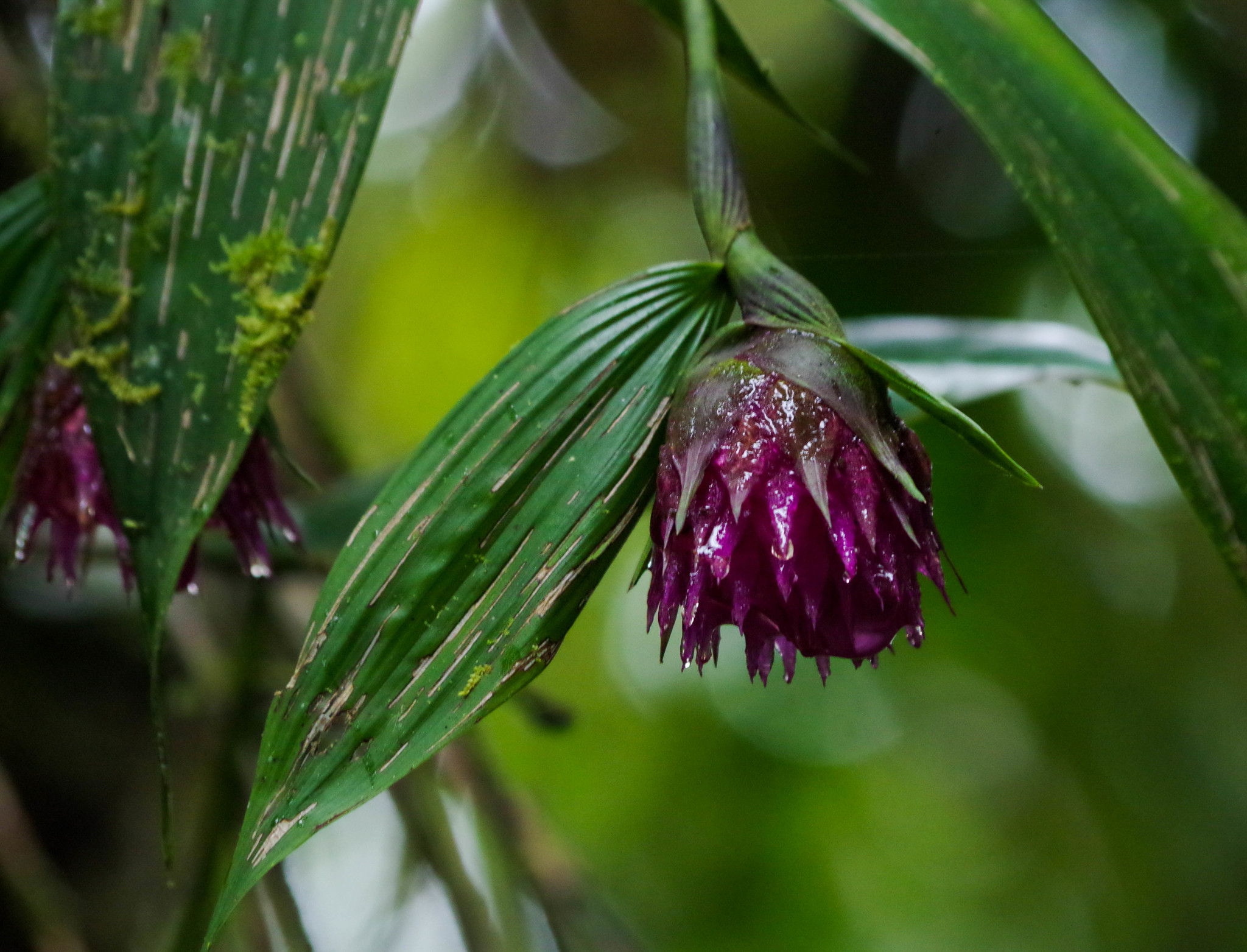 Elleanthus capitatus (Poepp. & Endl.) Rchb.f.