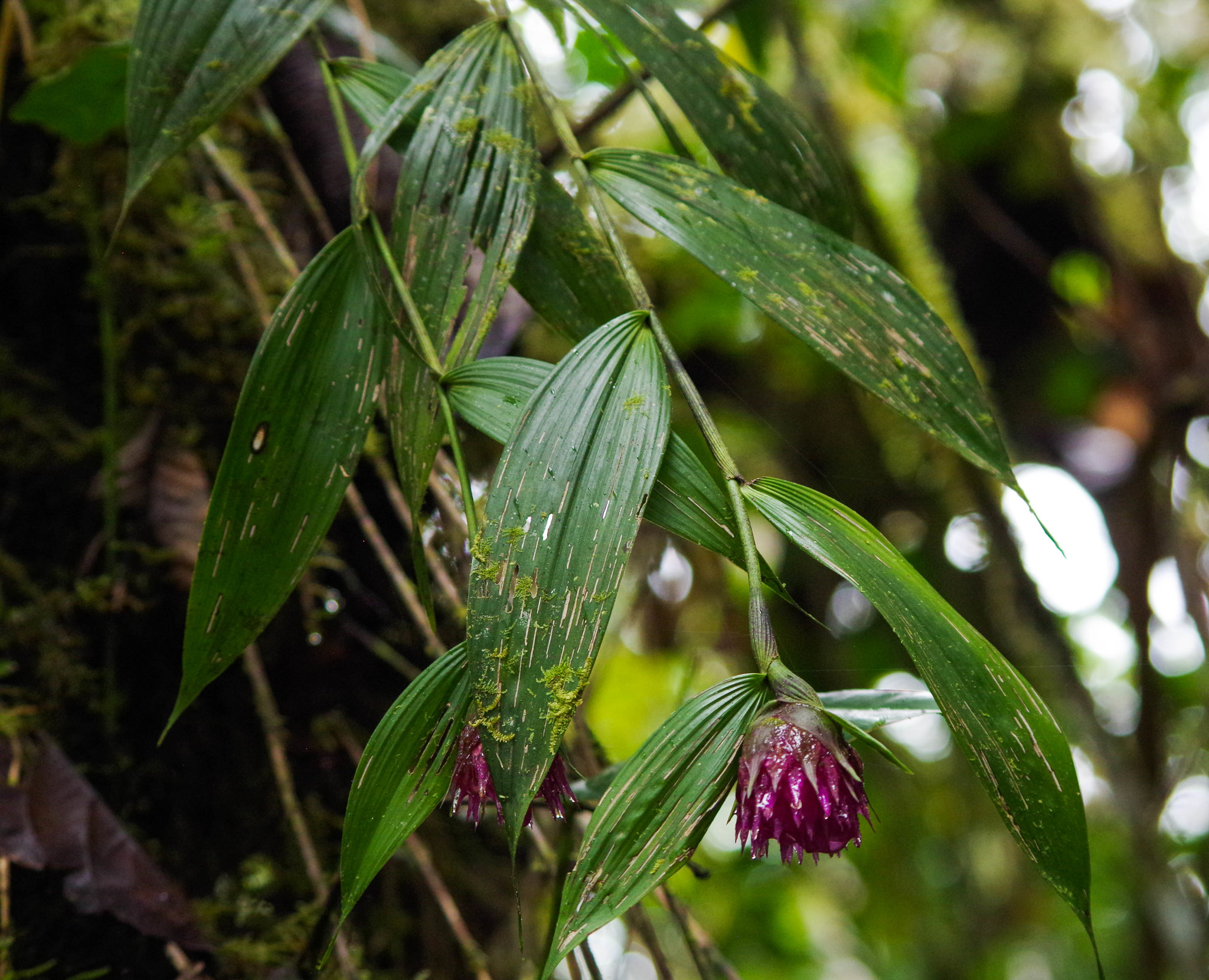 Elleanthus capitatus (Poepp. & Endl.) Rchb.f.