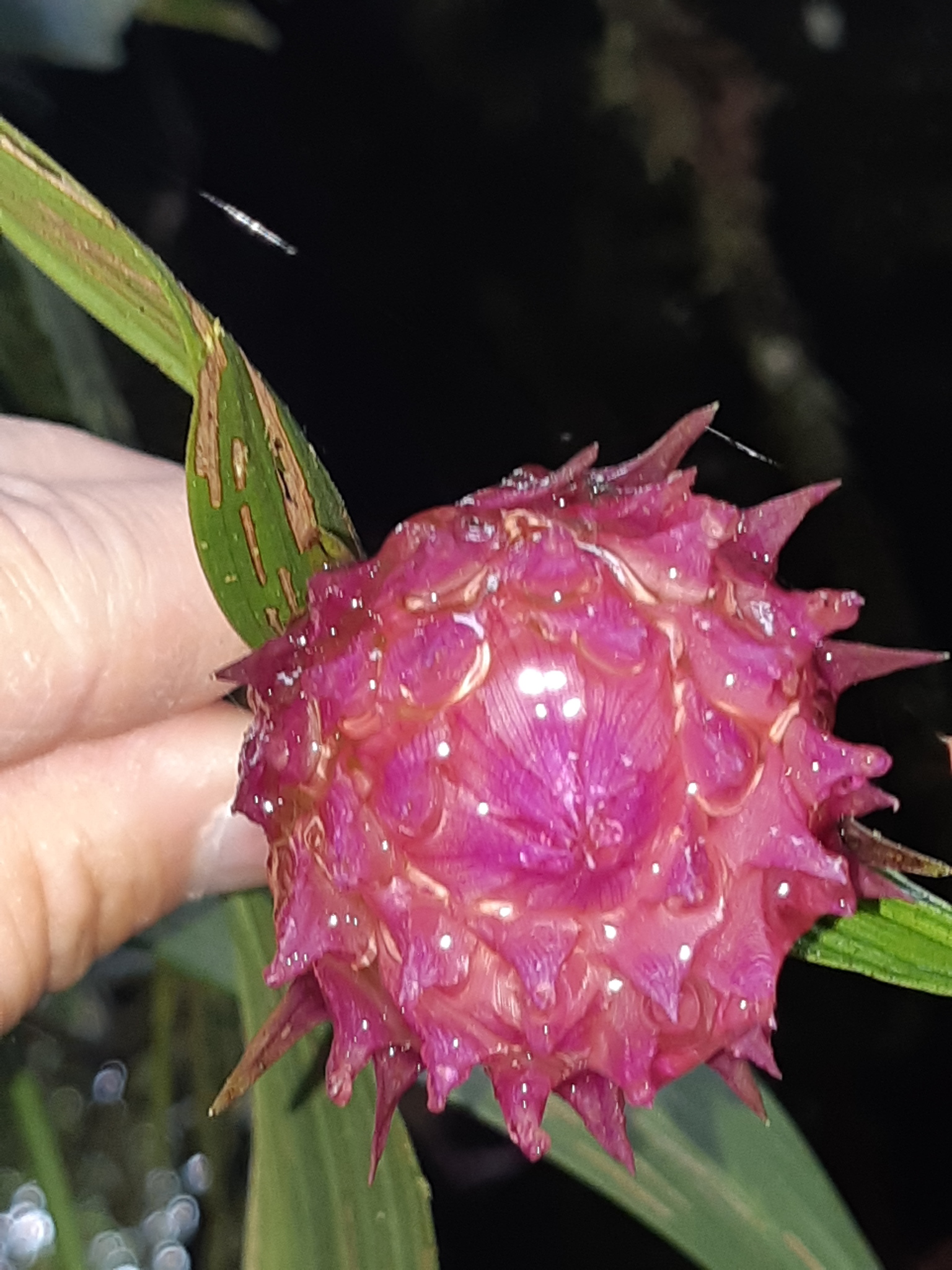 Elleanthus capitatus (Poepp. & Endl.) Rchb.f.