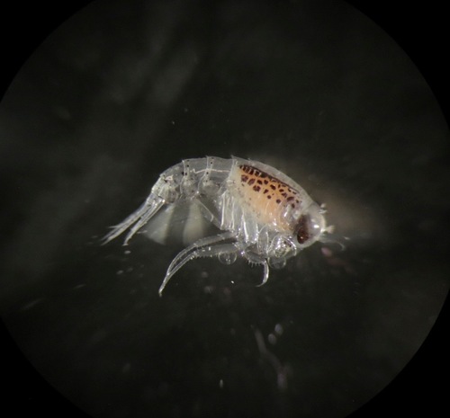 Themisto compressa · iNaturalist