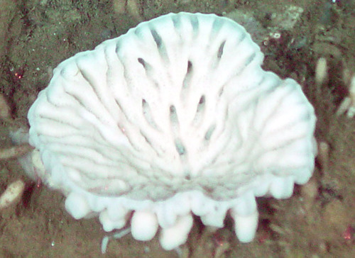 Heterochone calyx · iNaturalist