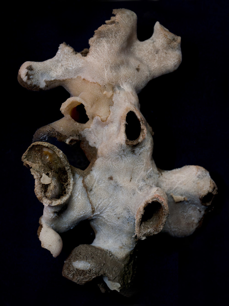 Desmacella austini from Galiano glass sponge reef on October 30, 2011 ...