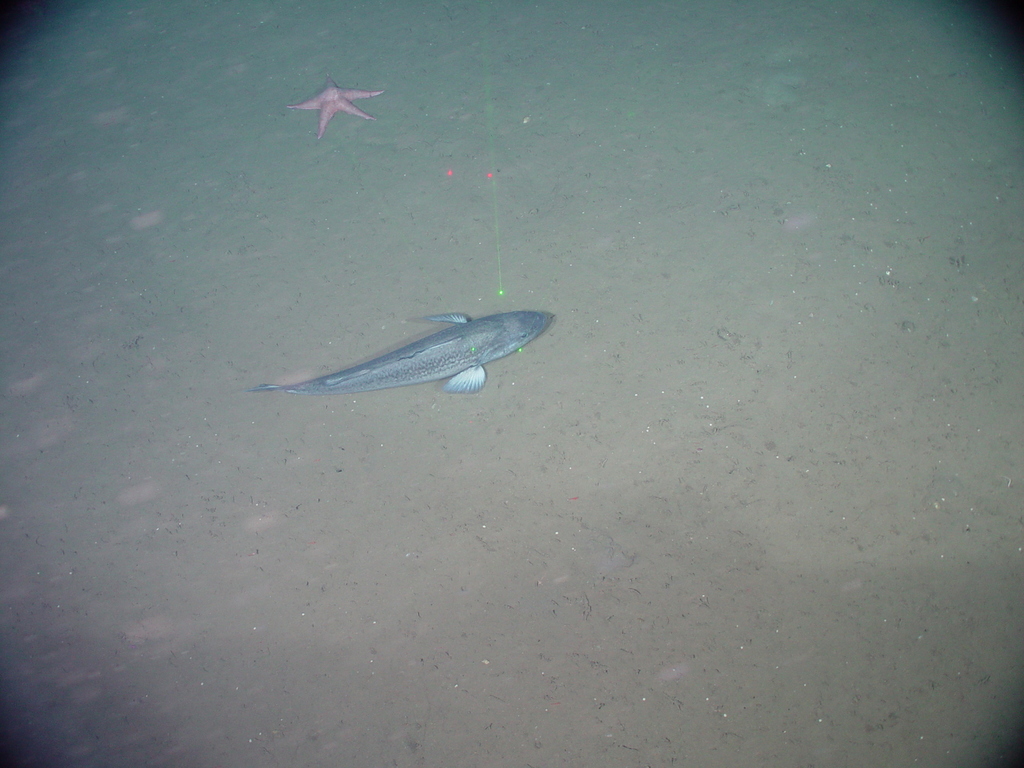 Sablefish (Seamounts of Canada's Large Offshore Pacific Area of ...