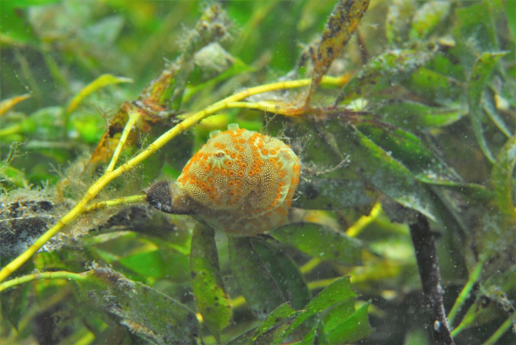 Botrylloides from South Australia, Australia on February 15, 2021 at 02 ...