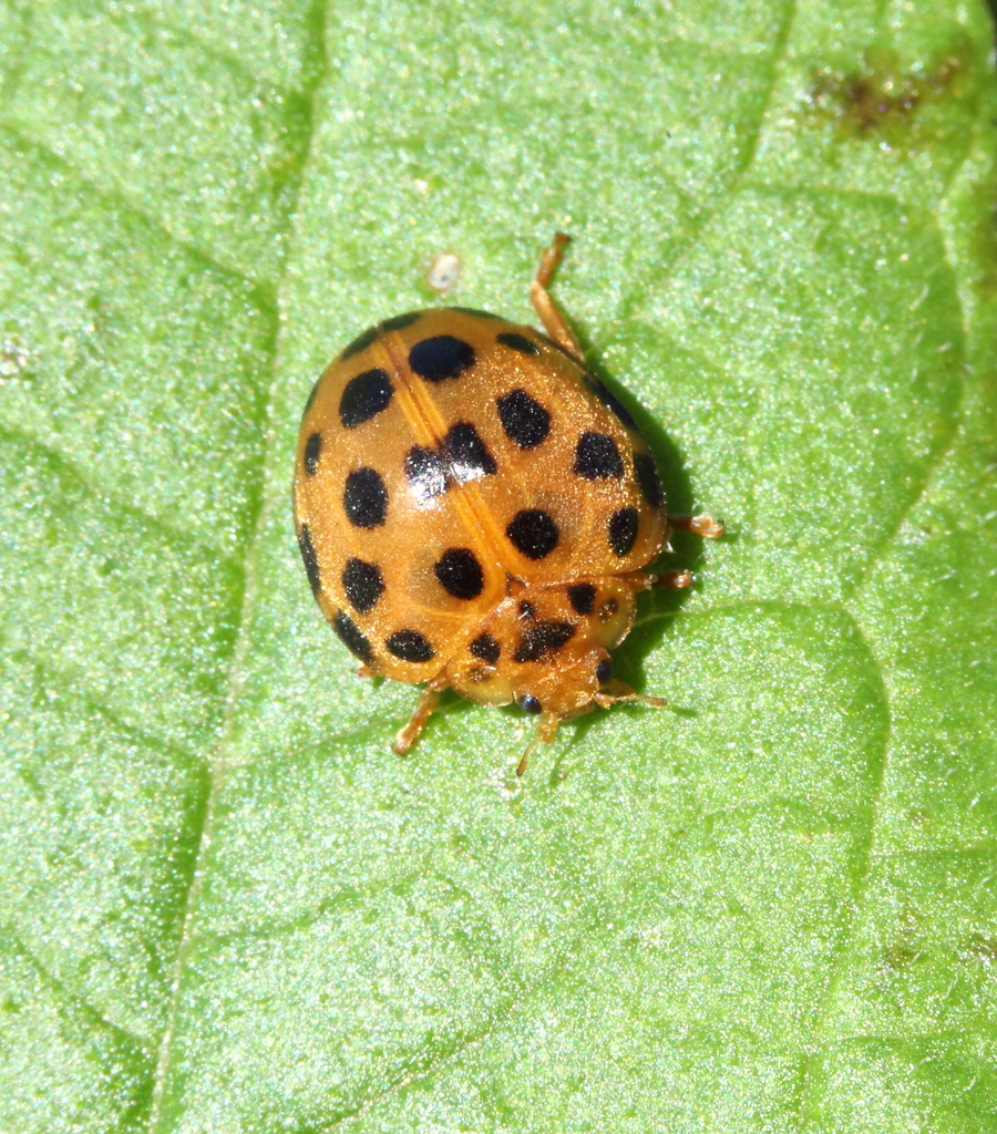 Hadda Beetle from Albany WA 6330, Australia on February 14, 2014 at 02: ...