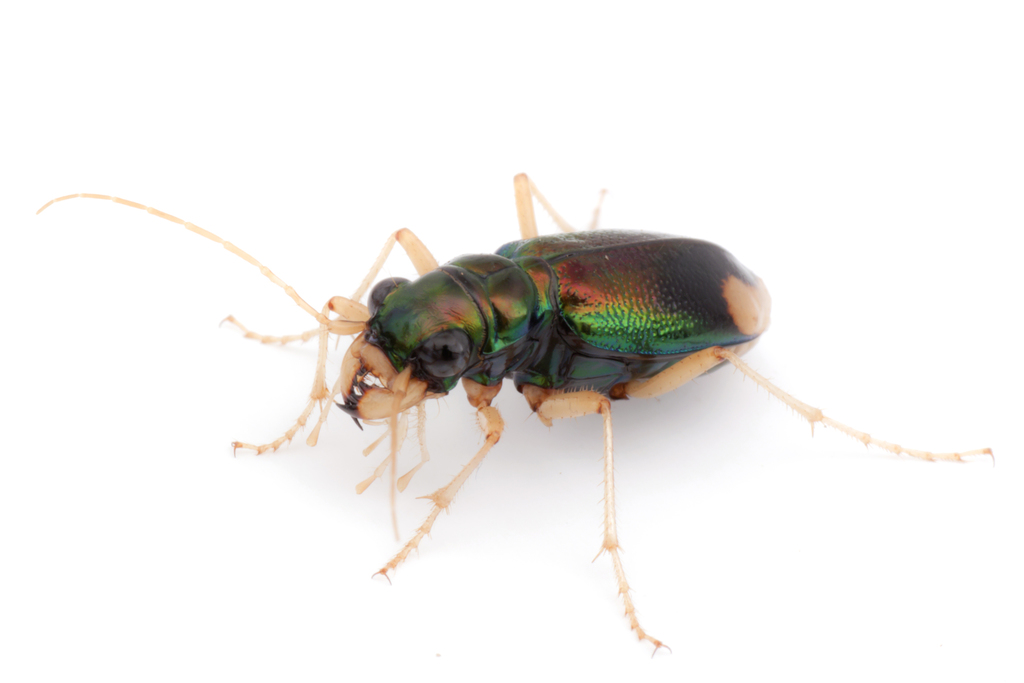 Tiger Beetles (JMMS BioBlitz 2014 - Insects) · iNaturalist