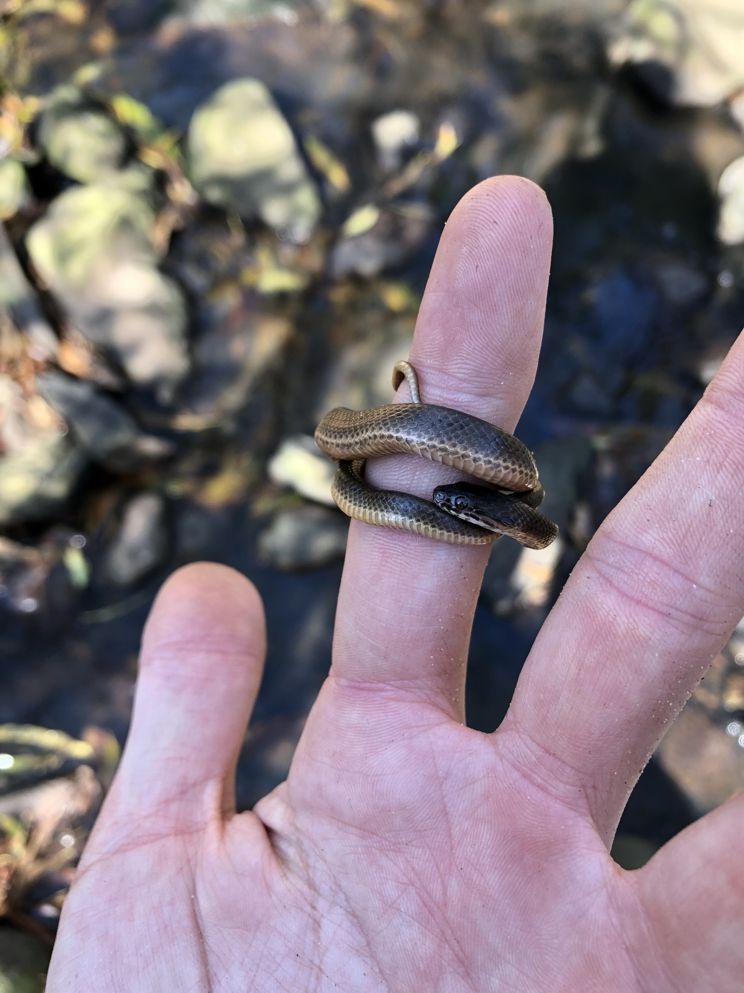 Lycodonomorphus laevissimus (Günther, 1862)