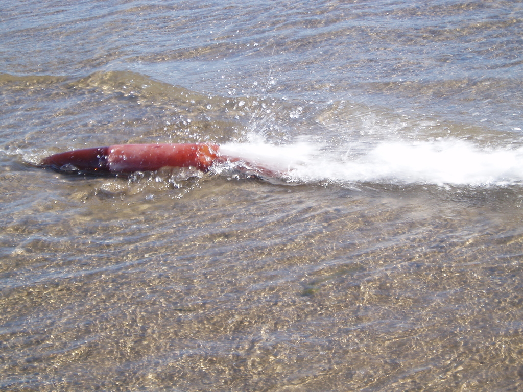 Humboldt Squid from Ensenada, Baja California, Mexico on December 28 ...