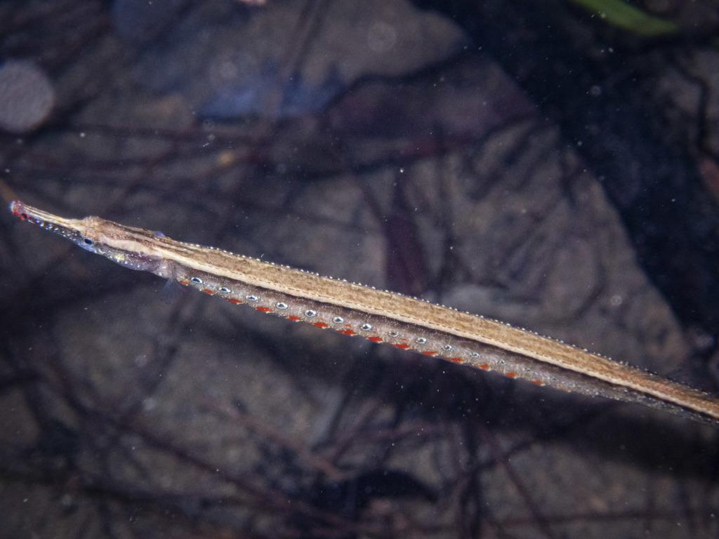 River Pipefish (Microphis) - Marine Life Identification