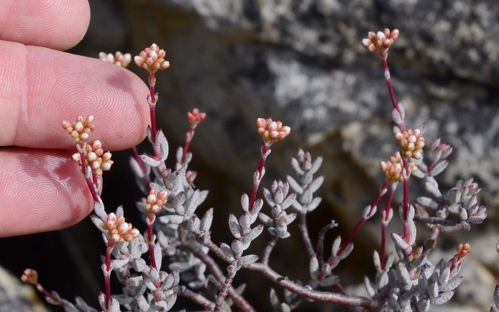 Silver Stonecrop from Napier mountain on February 15, 2021 at 10:55 AM ...