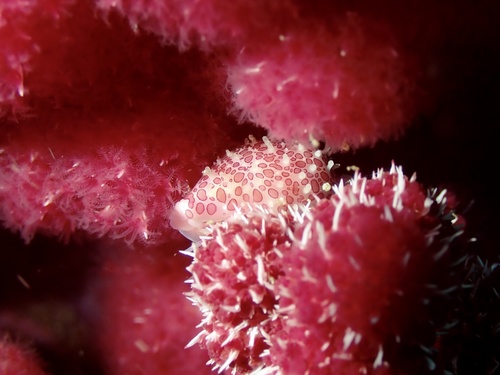 Diminovula coroniola · iNaturalist