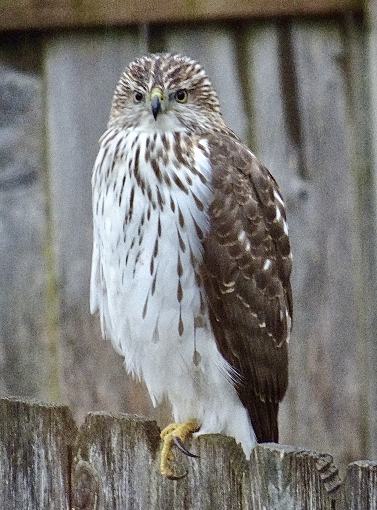 Cooper's Hawk (Birds of Rosewood Nature Study Area) · iNaturalist