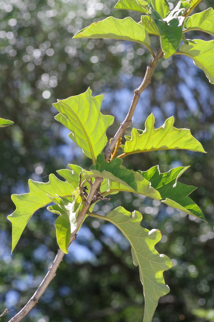 giant devil's-fig from Hogsback to Katberg via Mitchell's Pass, Seymore ...