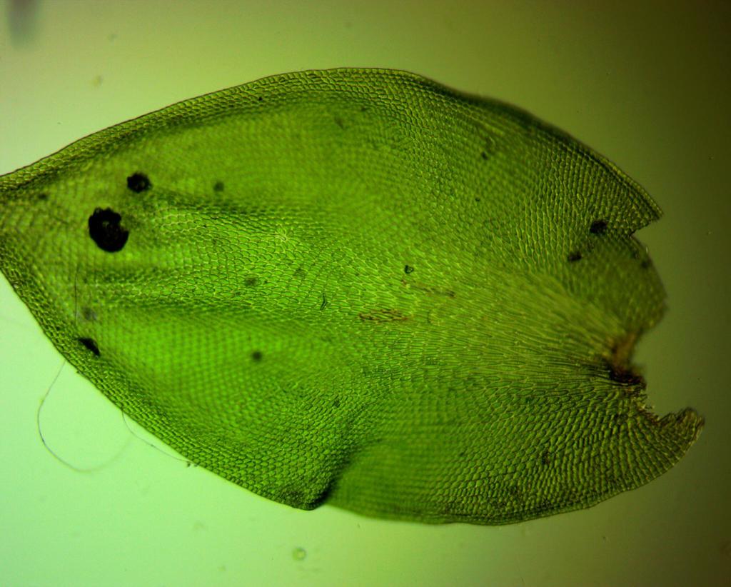 smooth hook moss from Mascot bridge Rt 603 Dragon Run on February 23 ...