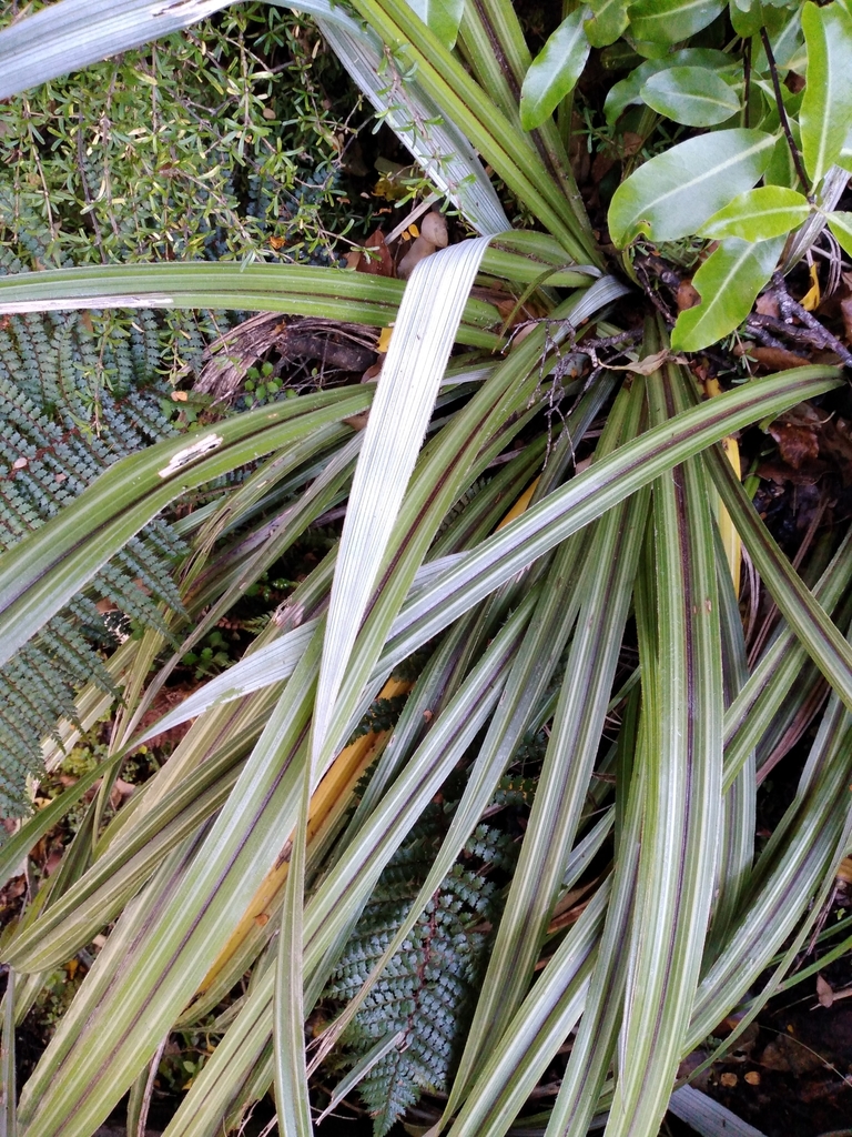 Mountain Astelia from 9679, New Zealand on February 16, 2021 at 04:49 ...