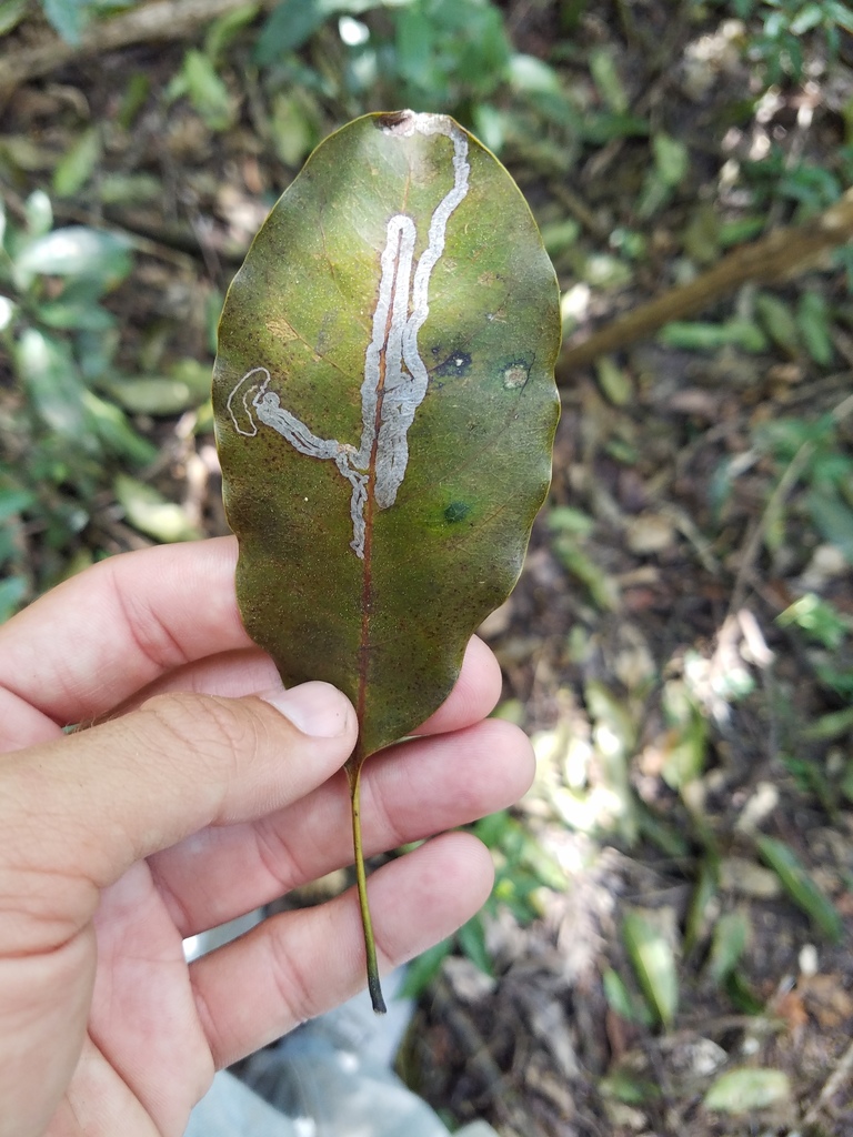 False Mastic in February 2021 by Joe MDO. This observation is for the ...