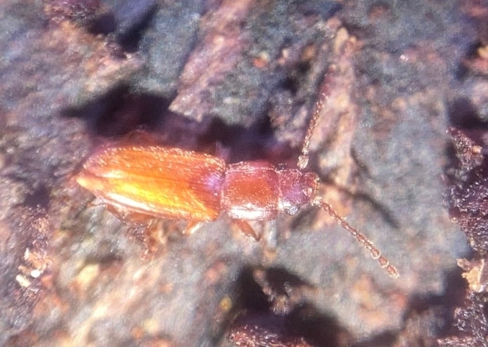 Placonotus MacLeay, 1871