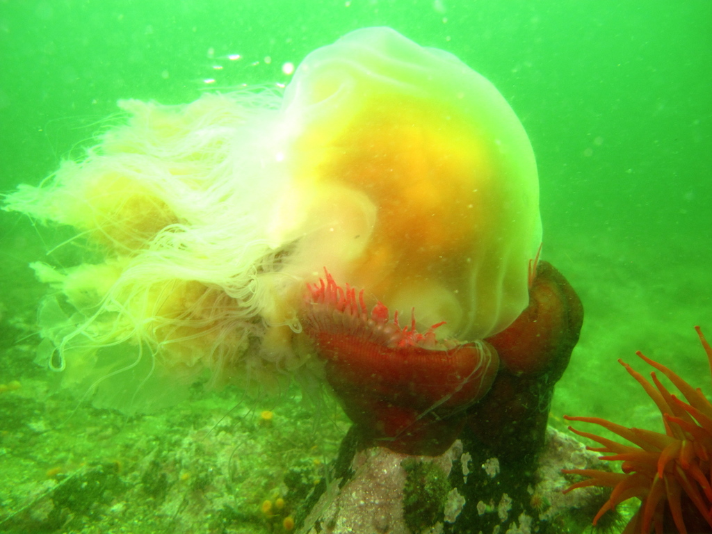 Egg-yolk Jelly from Alberni-Clayoquot, BC, Canada on May 12, 2014 at 07 ...