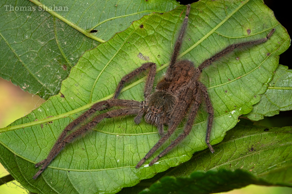 Bromeliad spiders in August 2019 by Thomas Shahan · iNaturalist