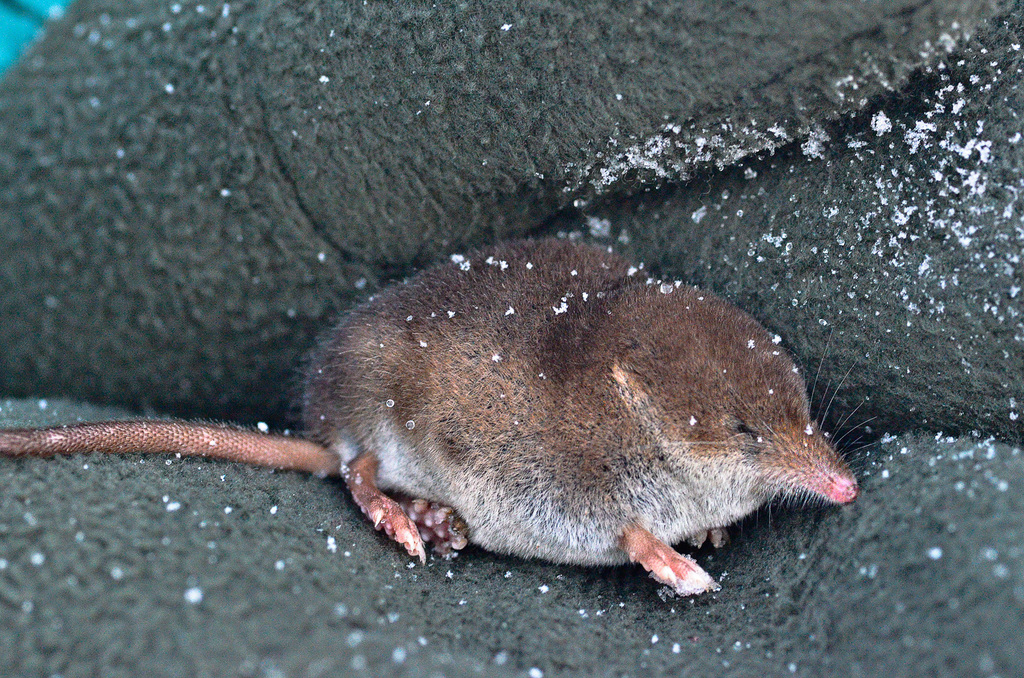(Sorex) - Know Your Mammals