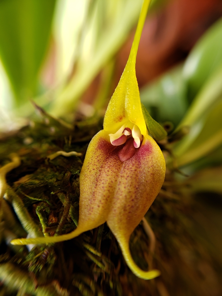 Masdevallia zahlbruckneri (Orchids of Costa Rica; Orquídeas de Costa ...