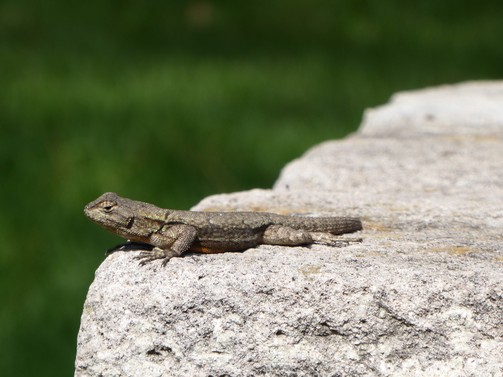 Northern Mesquite Lizard from Av. Paseo de la Reforma s/n, Polanco ...