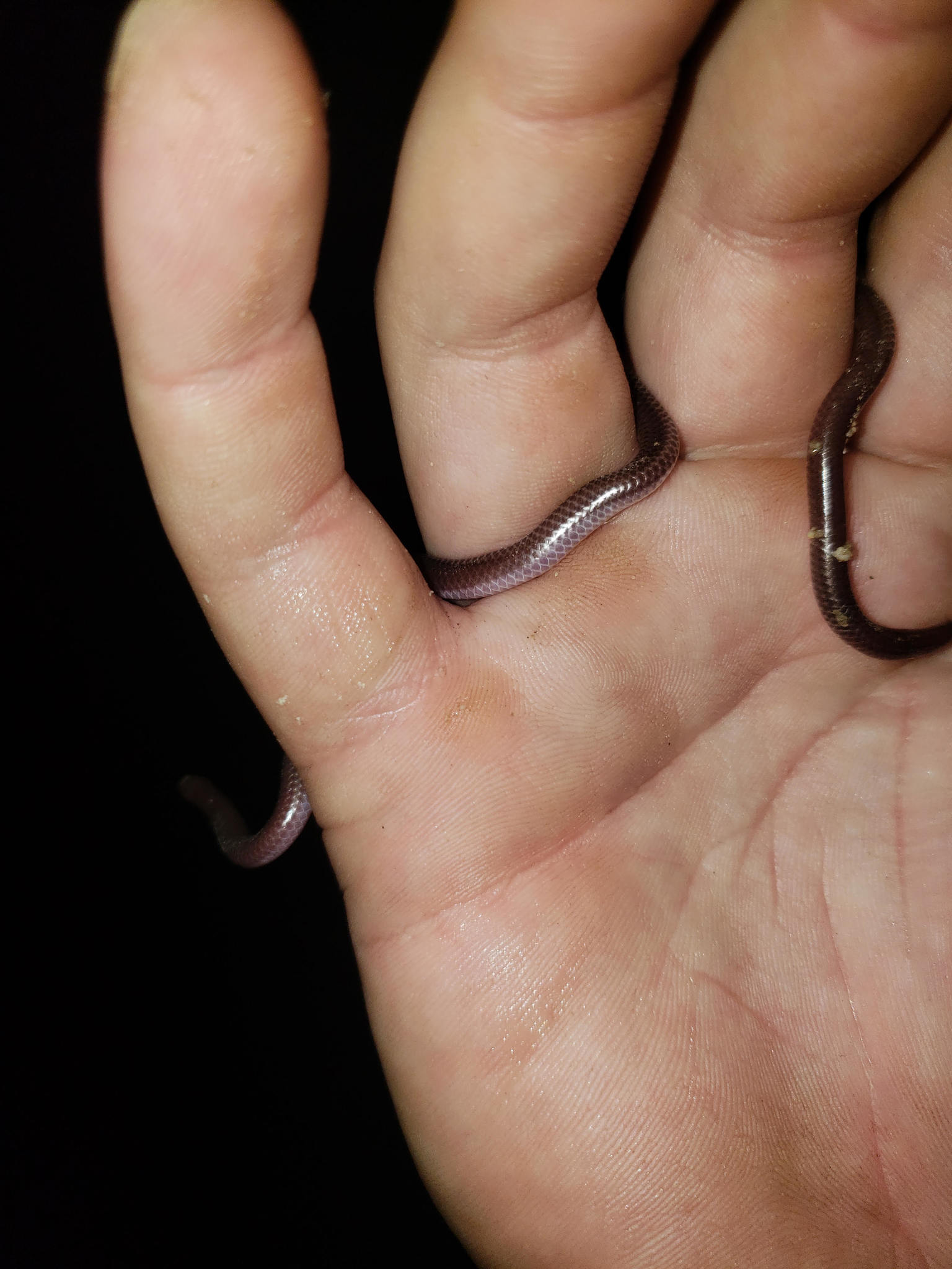 Rena humilis humilis