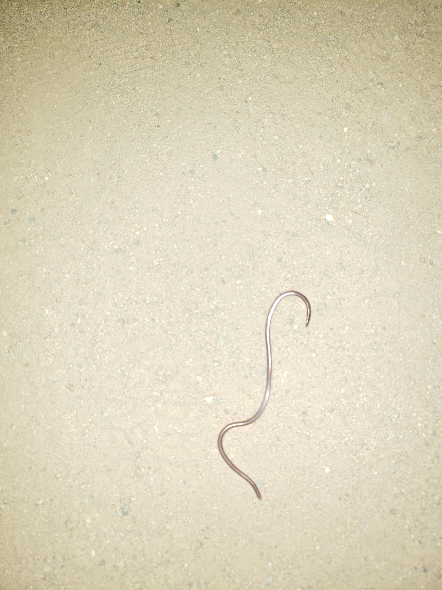 Rena humilis humilis