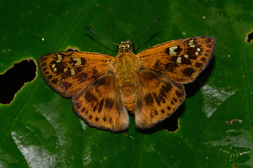 Eracon mnemon · iNaturalist